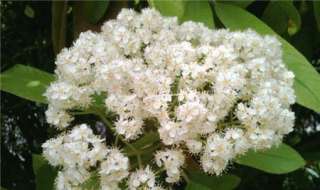 Flower language and cultural implication of Phoebe - The Plant Aide