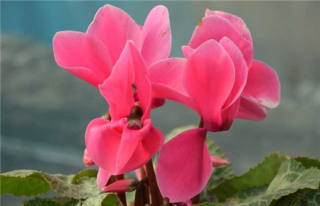 Why do Cyclamen come to yellow leaves - The Plant Aide