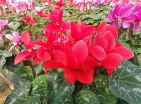Why do Cyclamen come to yellow leaves - The Plant Aide