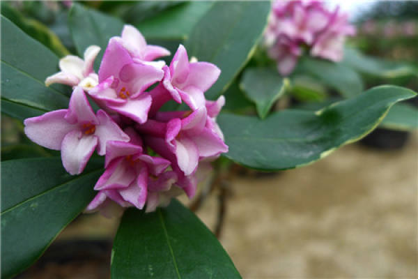 How to maintain Daphne in winter - The Plant Aide