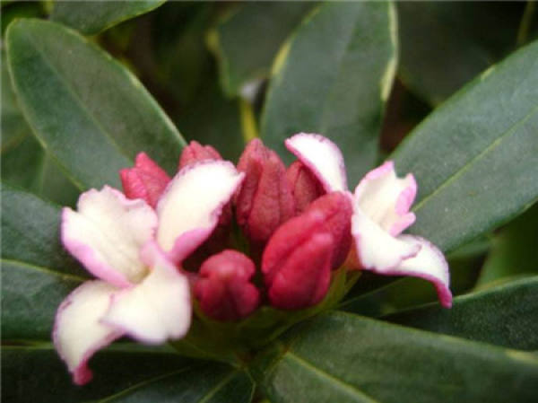 Flower language and legend of Daphne - The Plant Aide