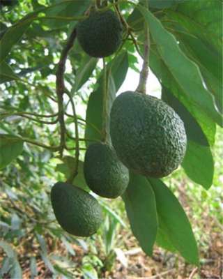Diseases and insect pests of avocado and its control methods - The ...