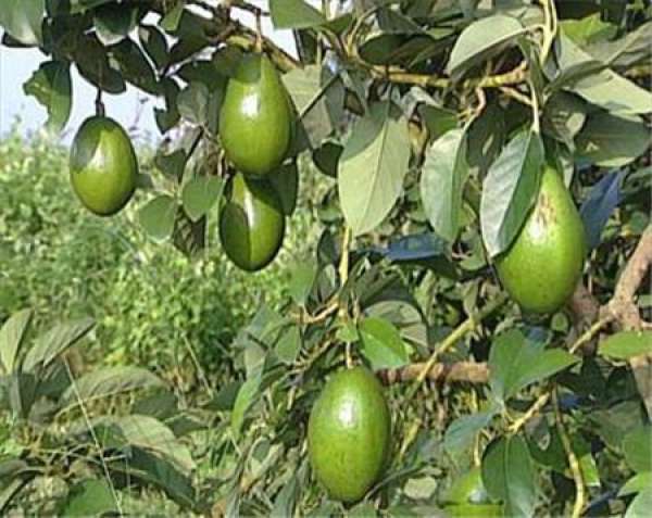 Diseases and insect pests of avocado and its control methods - The ...