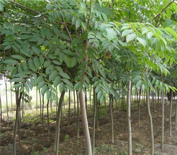 Sowing and propagation of Luan tree - The Plant Aide