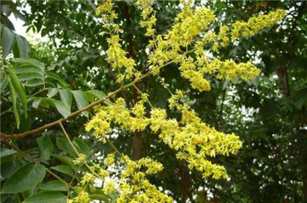 Sowing and propagation of Luan tree - The Plant Aide