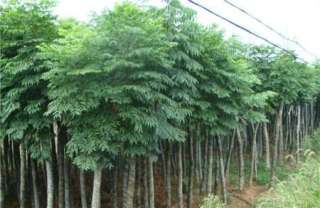 Common diseases and insect pests of Luan tree and their control methods ...