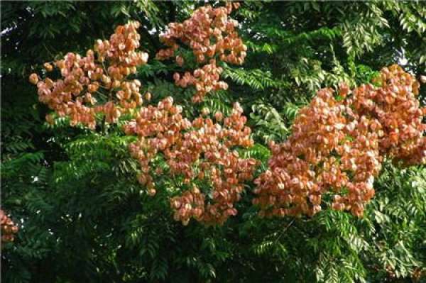 The function and value of Luan tree - The Plant Aide