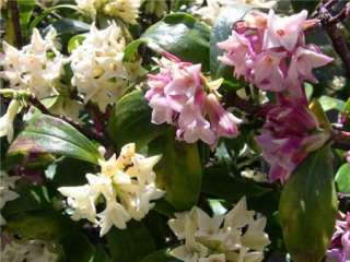 Common diseases and insect pests of Daphne odora and their control ...