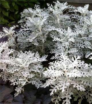 Is snow lotus poisonous? Can it be domesticated - The Plant Aide