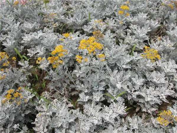 Is snow lotus poisonous? Can it be domesticated - The Plant Aide