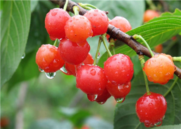 How to grow Nanking cherry potted plants - The Plant Aide