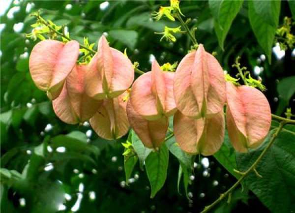 Pruning method of Luan tree - The Plant Aide