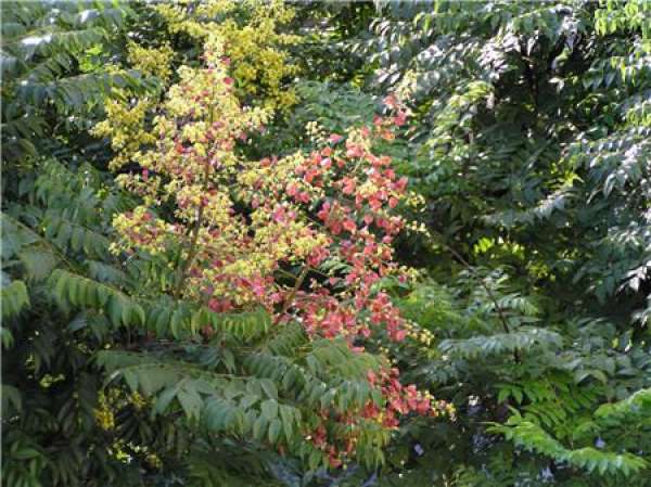 Pruning method of Luan tree - The Plant Aide