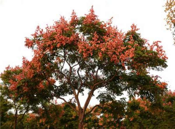 Seedling management of Luan tree - The Plant Aide