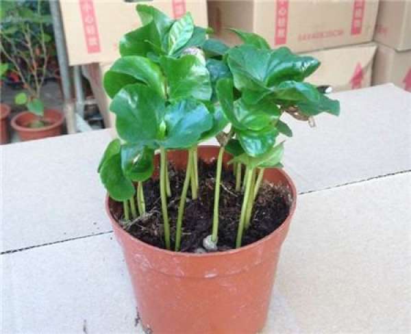 How to plant potted coffee trees - The Plant Aide