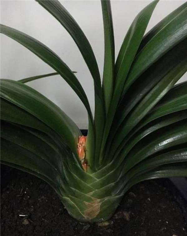Can the leaves of Clivia be cut - The Plant Aide