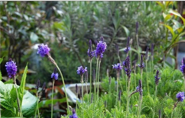 Effect and function of lavender - The Plant Aide