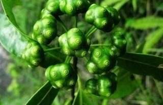 Effect and function of Morinda officinalis - The Plant Aide