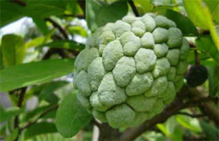 Planting methods of Sakya fruit trees - The Plant Aide