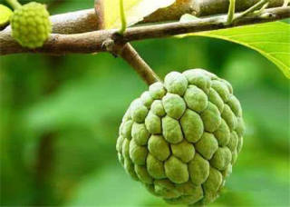 How to eat Sakyamuni - The Plant Aide