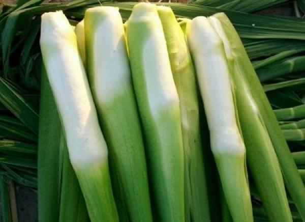 Effect and function of Zizania latifolia - The Plant Aide