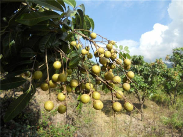 The difference between Longan and Longyuan - The Plant Aide
