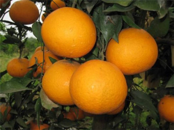 Effect and function of Citrus - The Plant Aide