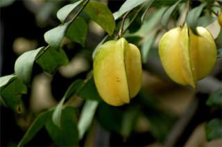 Pests and prevention of Carambola - The Plant Aide