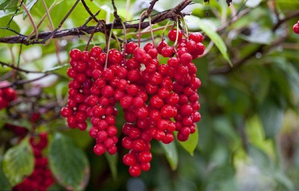 The effect and function of Schisandra chinensis - The Plant Aide