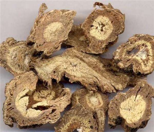 Species classification of Angelica - The Plant Aide