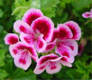 Nursing care of geranium in dormancy period - The Plant Aide