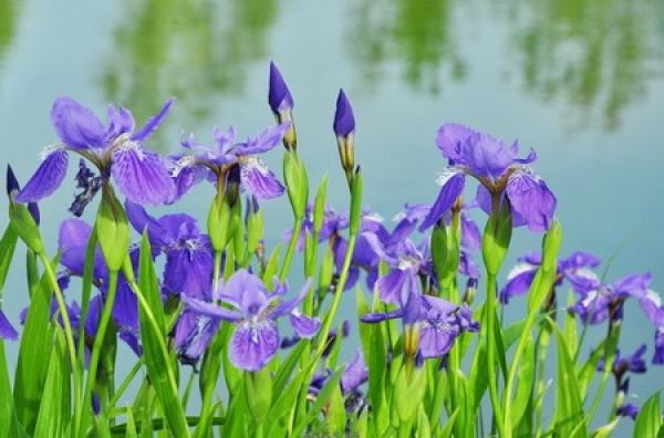 How to water iris? Pay attention to these five points! - The Plant Aide