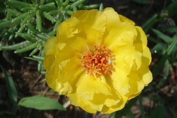 Flower language and implication of sunflower - The Plant Aide