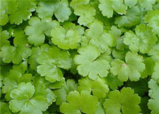 Cultivation methods of coriander - The Plant Aide