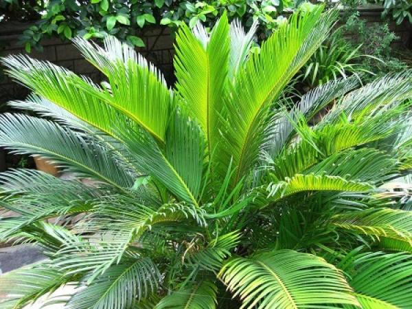 Can iron trees bloom? - The Plant Aide