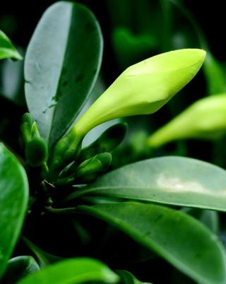 How to water African Jasmine - The Plant Aide