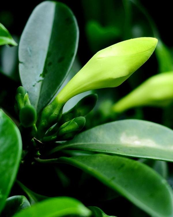 How to water African Jasmine - The Plant Aide