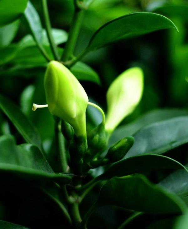 How to water African Jasmine - The Plant Aide