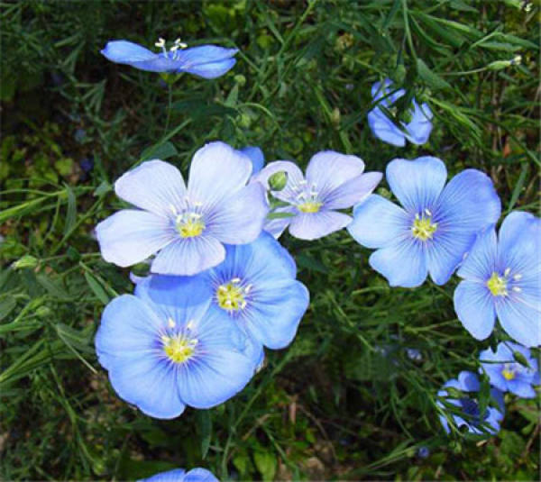 How to grow blue flax? - The Plant Aide