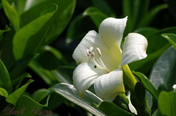 How to raise African Jasmine indoors - The Plant Aide