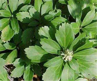 Planting method of rich and precious grass - The Plant Aide