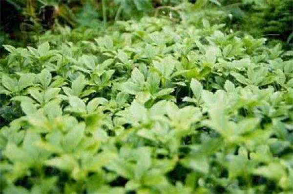 Planting method of rich and precious grass - The Plant Aide