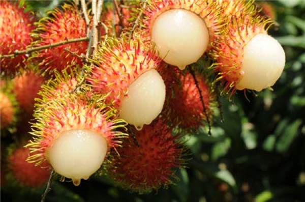 The effect and function of hongmaodan - The Plant Aide