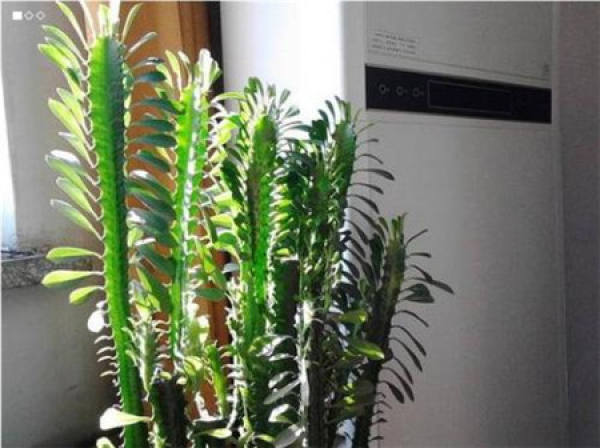 The geomantic action of the keel flower - The Plant Aide