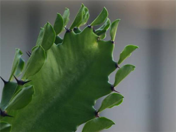 The geomantic action of the keel flower - The Plant Aide