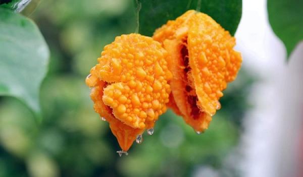 The difference between Lai grape and balsam pear - The Plant Aide