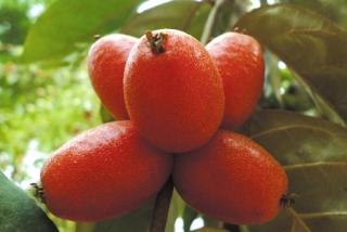 Effect and function of goat milk fruit - The Plant Aide
