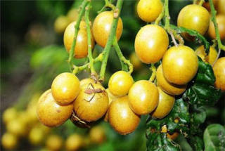Effect and function of wampee fruit - The Plant Aide