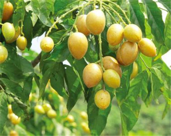 Effect and function of wampee fruit - The Plant Aide