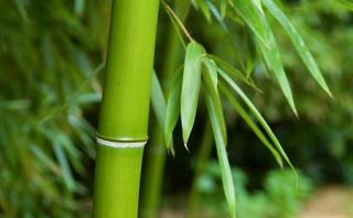 What is the symbolic meaning of bamboo - The Plant Aide